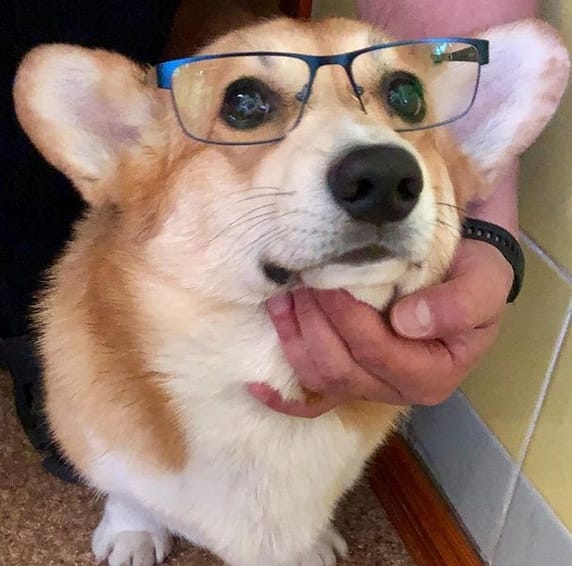 Top 200 Creative Dog Names for Clever Dogs - PetPress