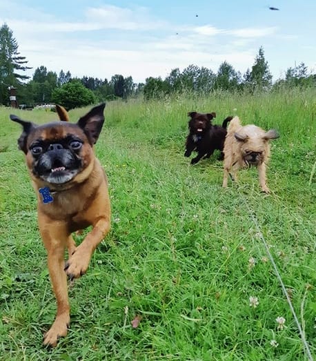 200 Southern Dog Names – Male and Female Names - PetPress