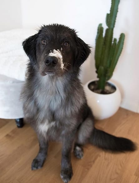 Top 30 Unique Mixed Breed Dog Names - PetPress