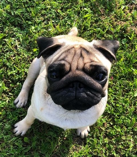 200 Southern Dog Names – Male and Female Names - PetPress