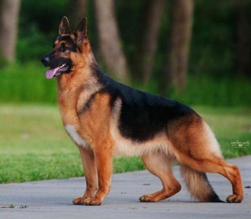 Top 200 Male and Female German Dog Names with Meanings