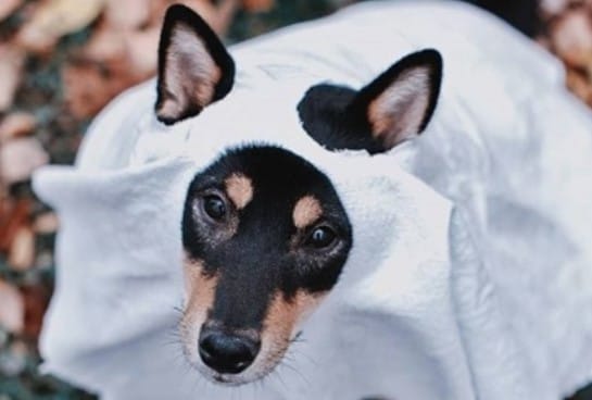 Top 60 Spiritual Dog Names With Meanings - PetPress