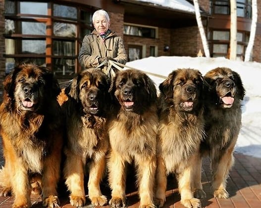 125 Trendy Male Big Dog Names - PetPress