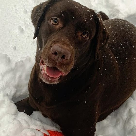 The 140 Best Male Dog Names for Labrador Retrievers - PetPress