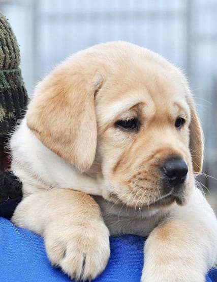 The 140 Best Male Dog Names for Labrador Retrievers - PetPress