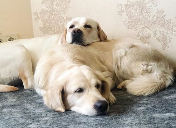 The 140 Best Male Dog Names for Labrador Retrievers - PetPress