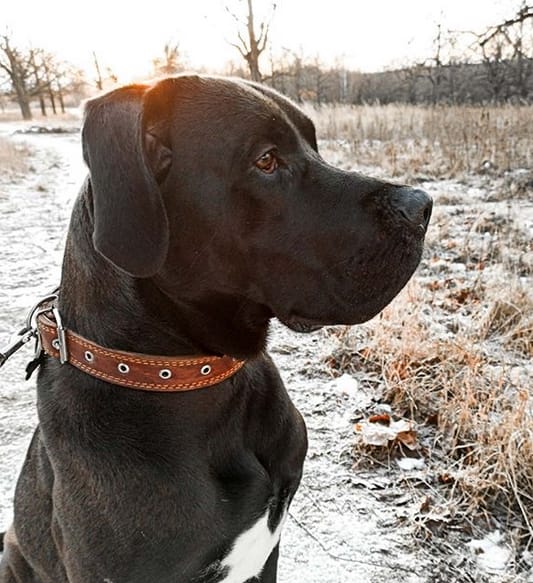 125 Trendy Male Big Dog Names - PetPress