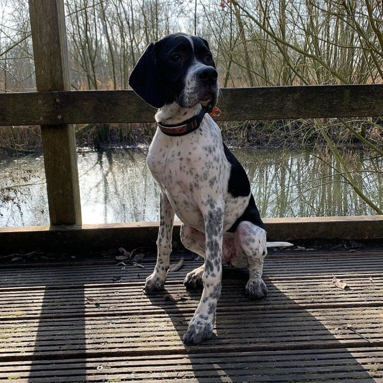 14 Incredible Facts About English Pointers - Page 2 of 4 - PetPress