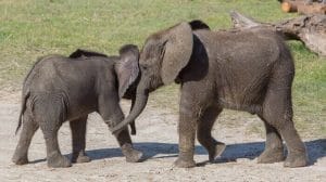 Elephant Names: 300 Best Names For Boy and Girl Elephants