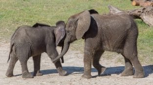 Elephant Names: 300 Best Names For Boy and Girl Elephants