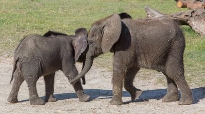 Elephant Names: 300 Best Names For Boy and Girl Elephants