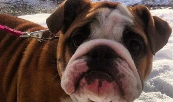 14 English Bulldogs Who Love The Snow - PetPress
