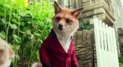 300+ Fox Names [with Video] | Cute, Funny, Cool Names for a Pet Fox