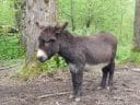Donkey Names: 500 Good Ideas for Names for Donkeys
