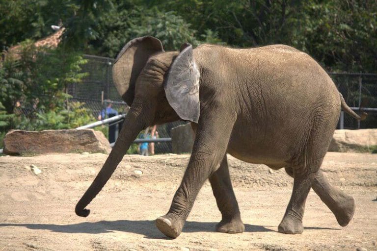 Elephant Names: 300 Best Names For Boy and Girl Elephants