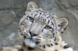 Leopard Names: 280+ Best Names For Leopards