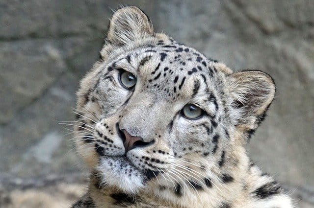 Leopard Names: 280+ Best Names For Leopards