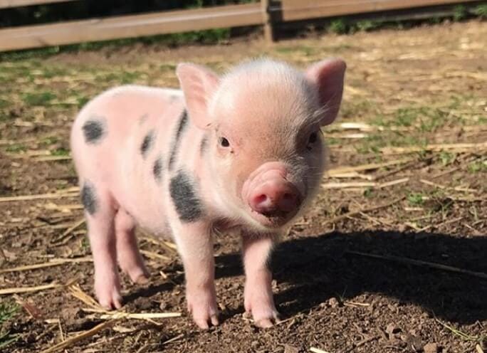 Best Female Pig Names - 230 Great Ideas For Naming Your Pet Pig - PetPress