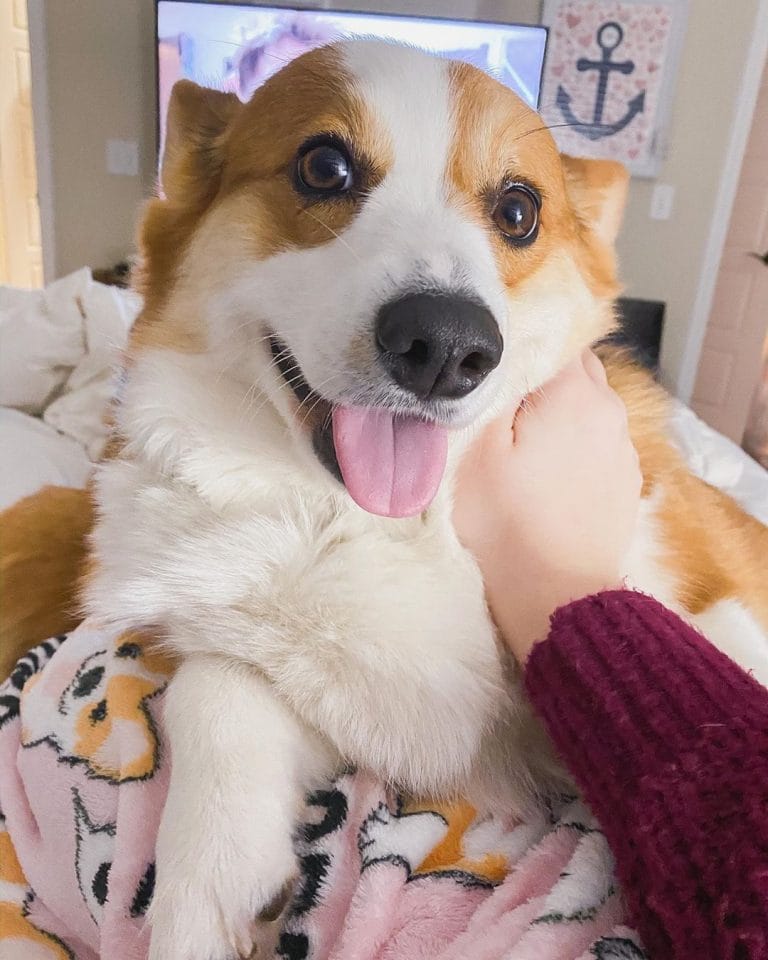 14 Magnificent Facts About Corgis - PetPress
