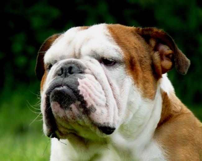 14 Lovely English Bulldog Facts To Make You Smile - PetPress
