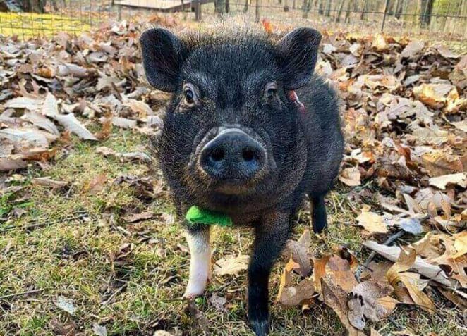 Funny Pig Names Top 100 Funny And Silly Names For Pigs funny-pig-names-top-100-funny-and-silly-names-for-pigs
