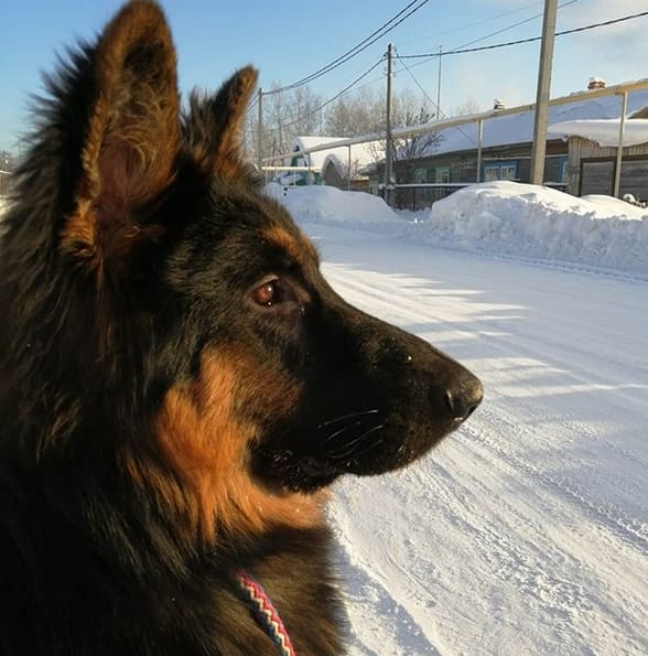 Top 350 Manly Dog Names for Boy Dogs - PetPress