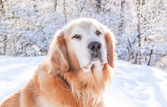 14 Golden Retrievers That Love the Cold Weather - PetPress