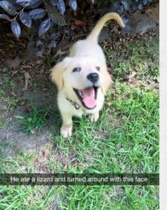 15 Funny Golden Retriever Memes That Will Make You Smile - PetPress