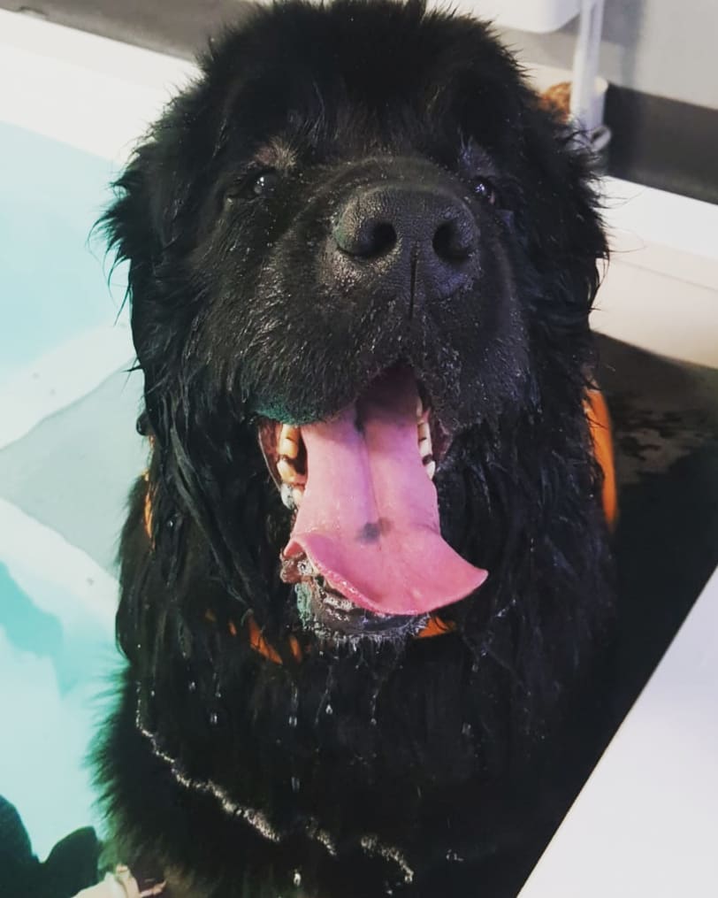 14 Massive Facts About Newfoundland Dogs - Page 2 of 4 - PetPress