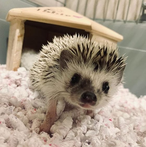 14 Interesting Facts About Hedgehogs - PetPress