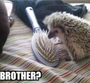 14 Funny Hedgehog Memes That Will Make You Smile - PetPress