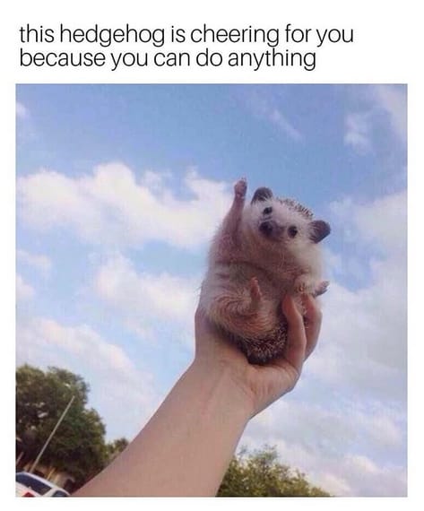 14 Funny Hedgehog Memes That Will Make You Smile - PetPress