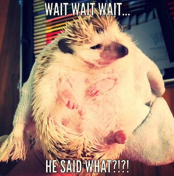 14 Funny Hedgehog Memes That Will Make You Smile - PetPress