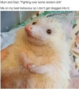 14 Funny Hedgehog Memes That Will Make You Smile - PetPress