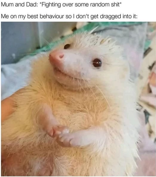 14 Funny Hedgehog Memes That Will Make You Smile - PetPress