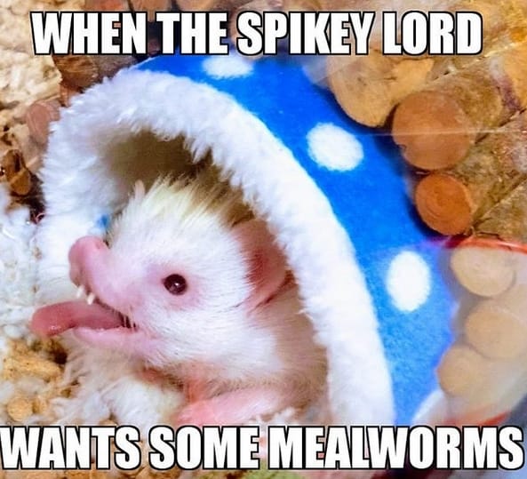 14 Funny Hedgehog Memes That Will Make You Smile - PetPress