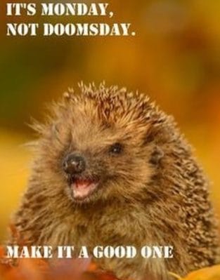14 Funny Hedgehog Memes That Will Make You Smile - Page 2 of 3 - PetPress