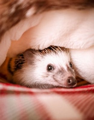 14 Interesting Facts About Hedgehogs - PetPress