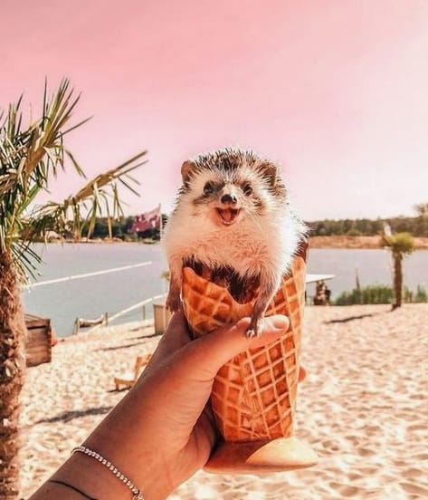 14 Incredible Pictures Proving That Hedgehogs Love to Travel - PetPress