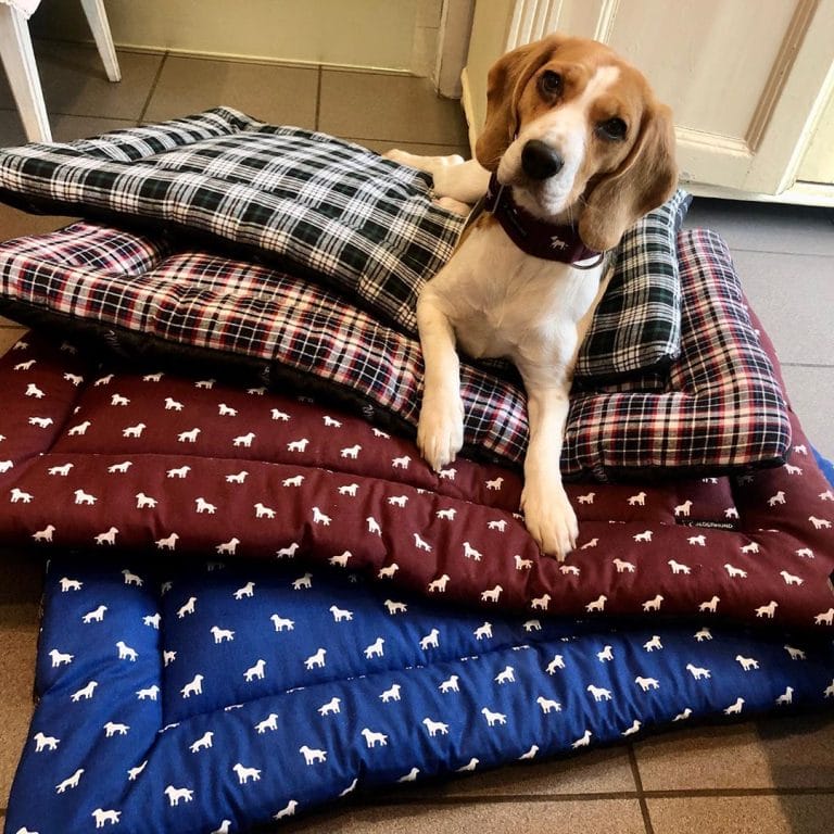 14 Things To Know About Beautiful Beagles - Page 2 of 4 - PetPress