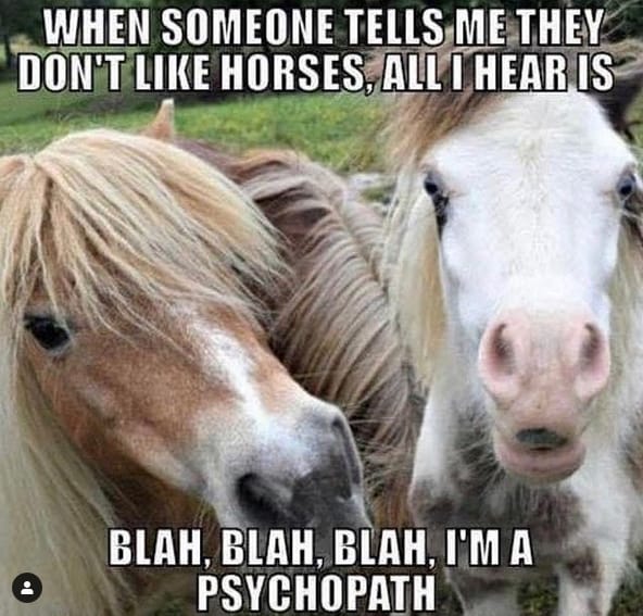 14 Funny Horse Memes That Will Make You Smile! - PetPress