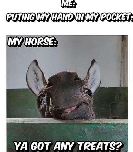14 Funny Horse Memes That Will Make You Smile! - PetPress