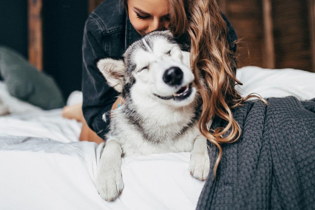 15 Photos of Hilarious Things Only a Husky Would Do - PetPress