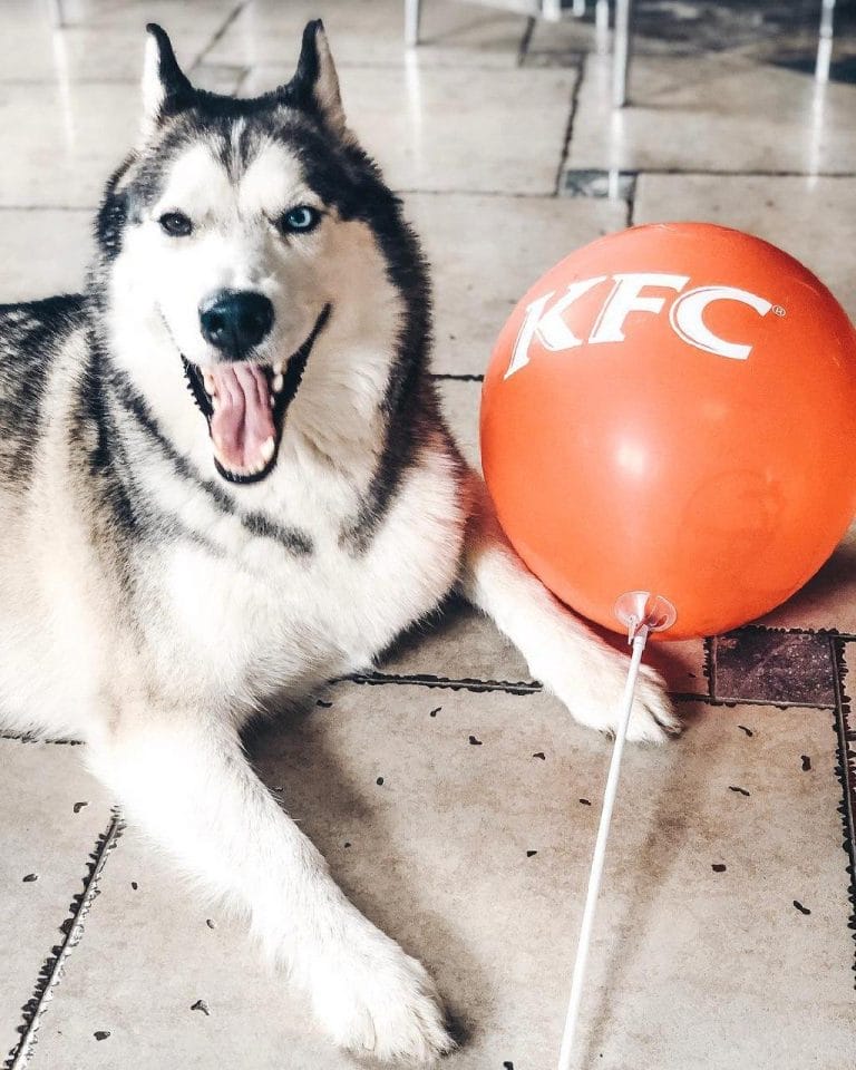 15 Photos of Hilarious Things Only a Husky Would Do - PetPress