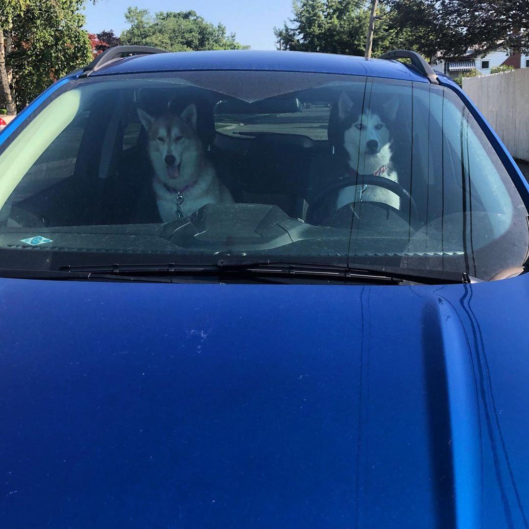 15 Photos of Hilarious Things Only a Husky Would Do - Page 2 of 3 ...