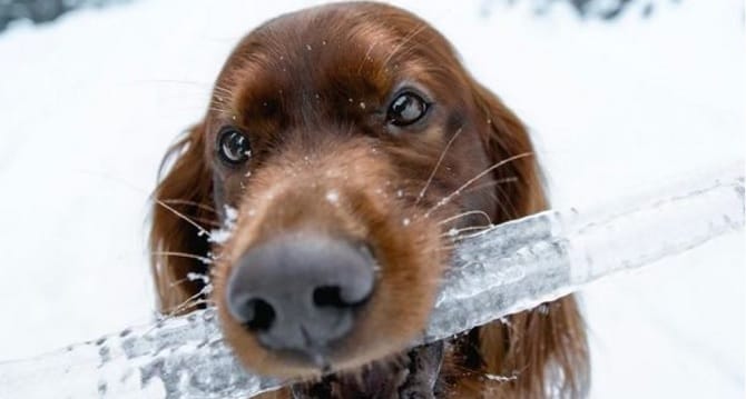 15 Funny Facts About Irish Setters - PetPress