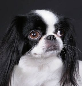 The 14 Cutest Japanese Chin Who Will Melt Your Heart! - Page 2 of 3 ...