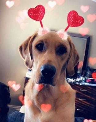 14 Cute Labradors Waiting for St. Valentine`s Day - PetPress