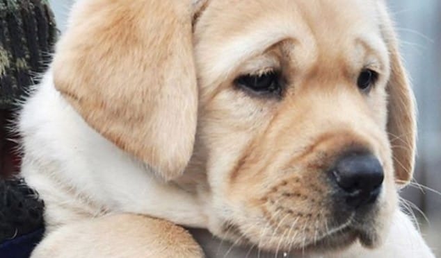 The 140 Best Male Dog Names for Labrador Retrievers - PetPress