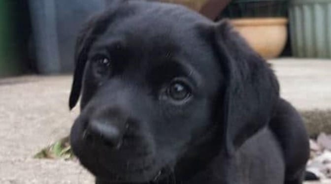 14 Interesting Facts About Labrador Retrievers - PetPress